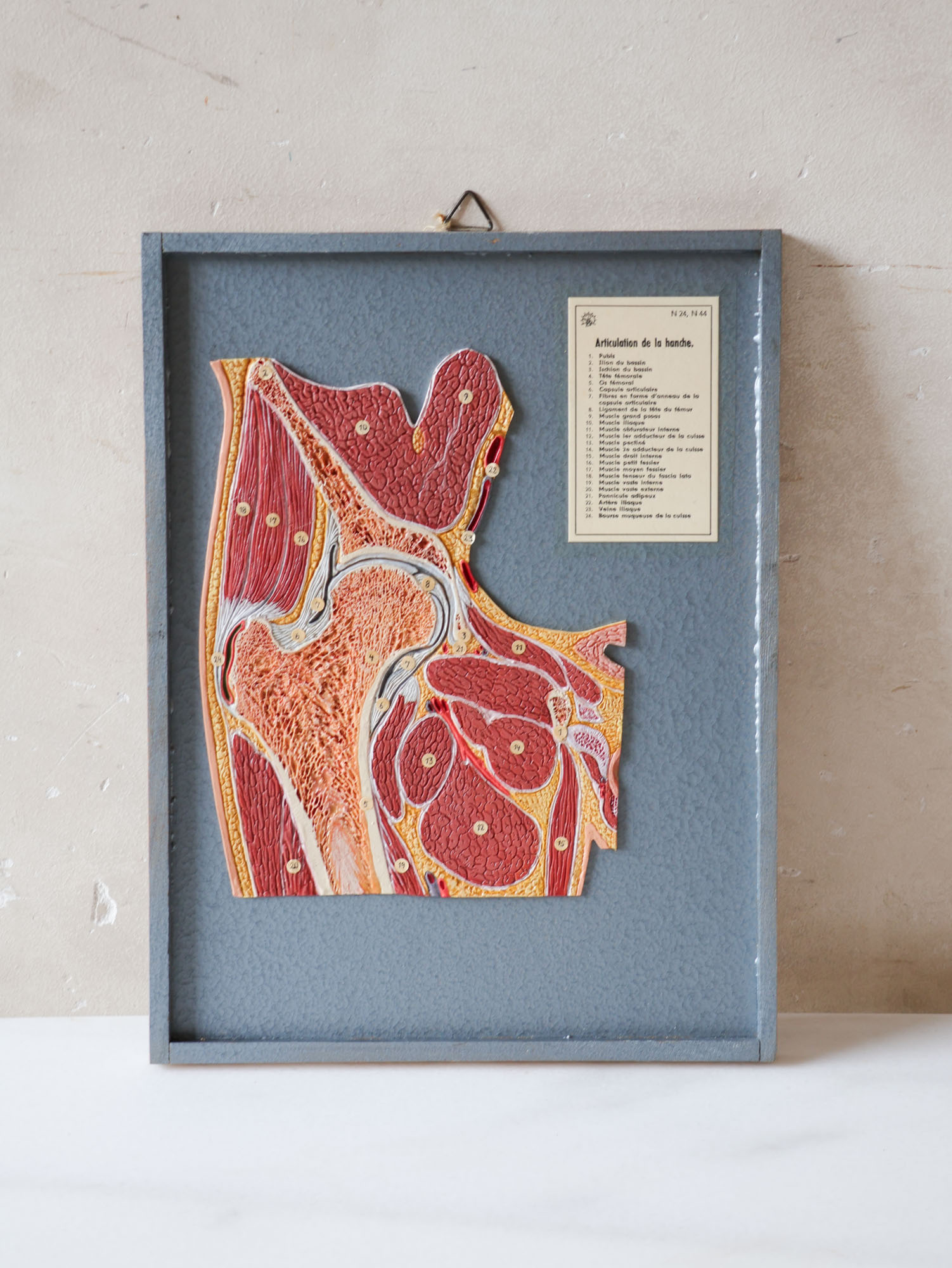 Set van 5 vintage wandplaten van anatomische doorsneden - Piet Jonker